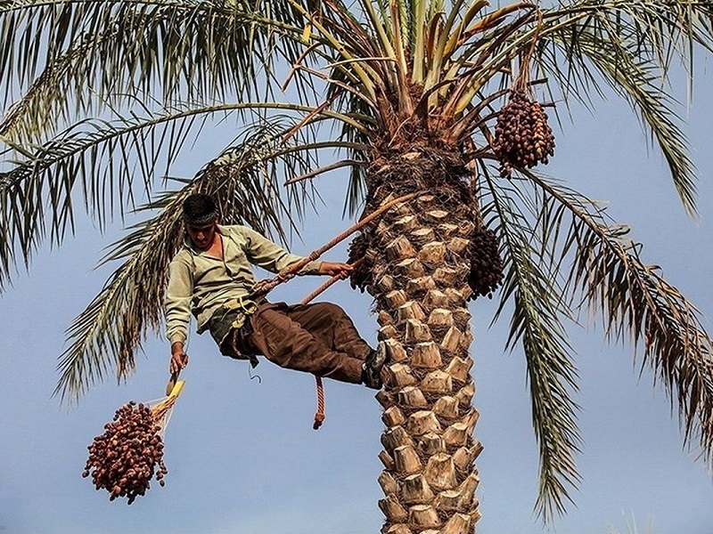 Persian Food Gifts in Kerman | Top 20 Souvenirs From Iran